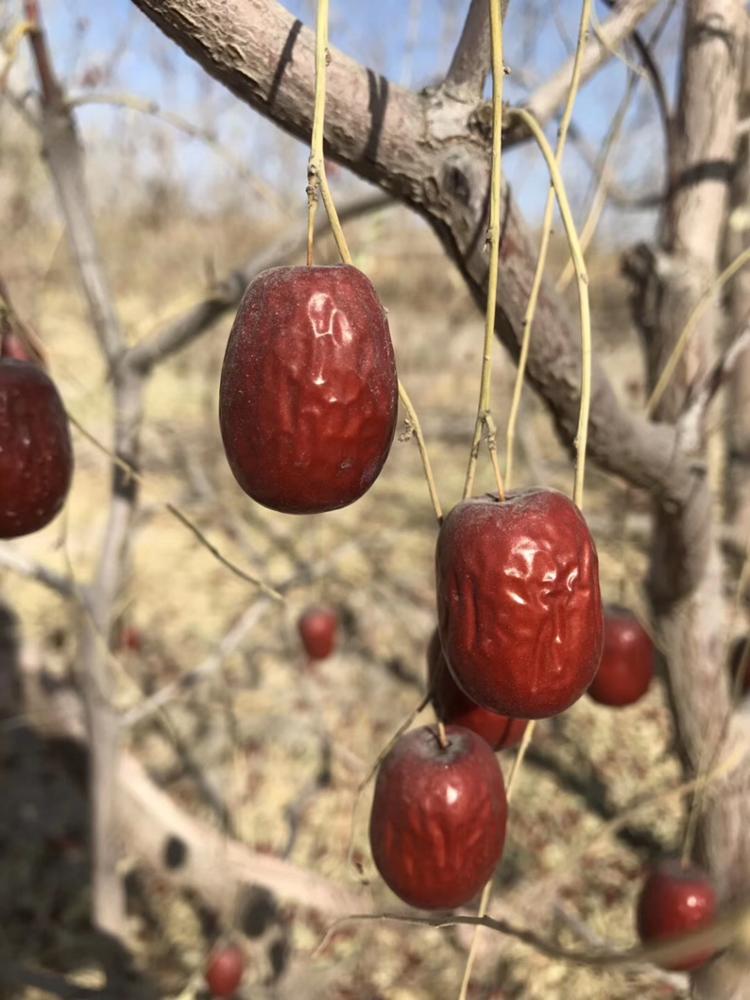 Natural food Dried Red Dates Roasted XinJiang