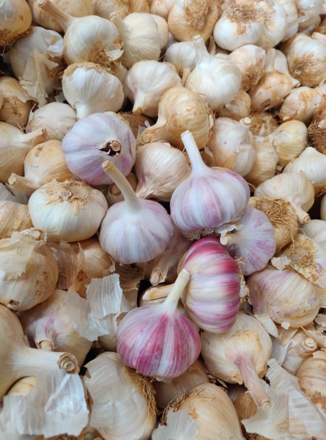 W sprzedaży czosnek Polski, hiszpański, violetta i morado,