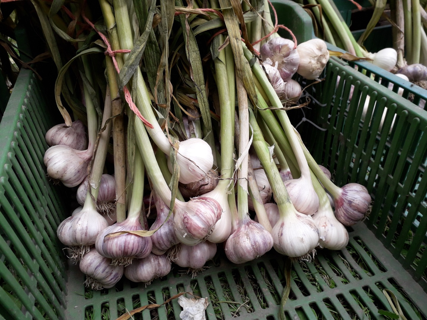 Sprzedam czosnek polski zimowy bez chemii. Kaliber 40-60mm -10tys.