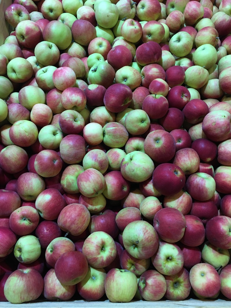 Sprzedam jabłko odmiany idared i gloster