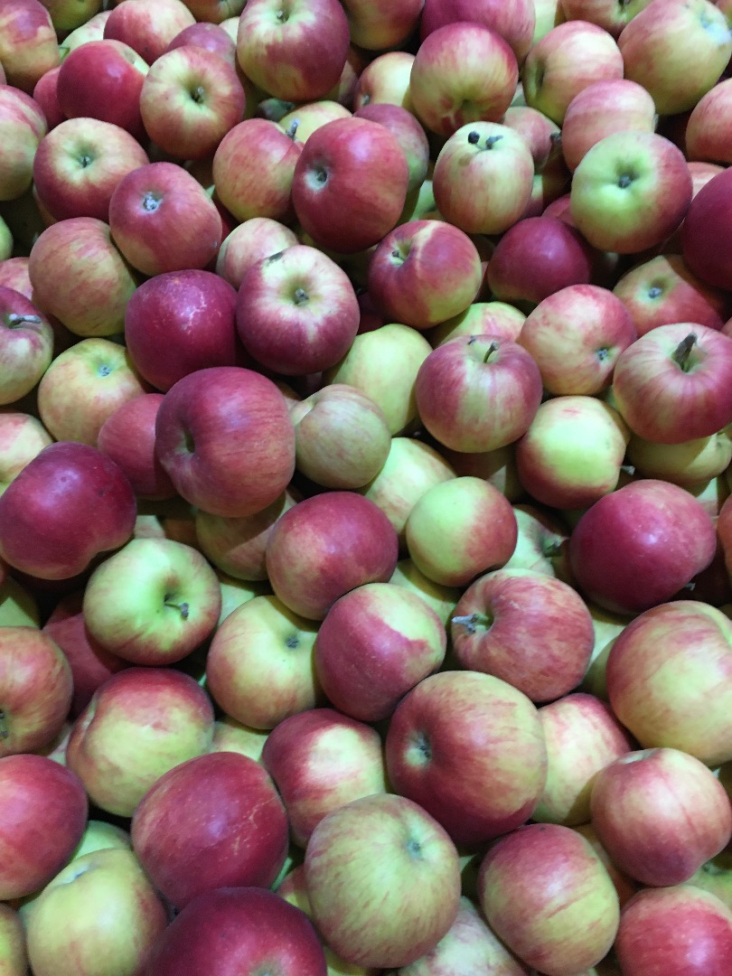 Sprzedam jabłko odmiany idared i gloster