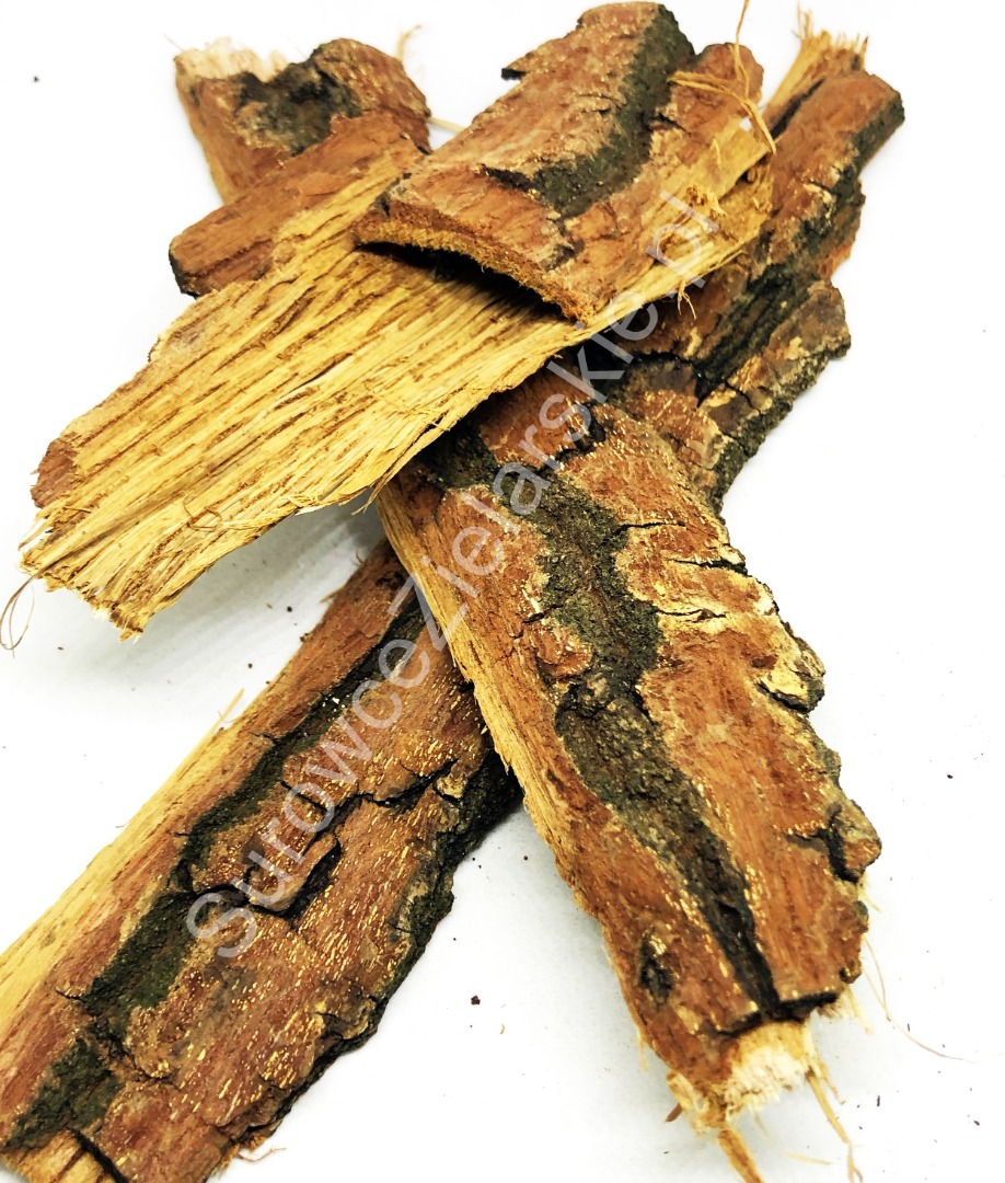 Sprzedam Dąb kora (Quercus cortex), duże ilości z