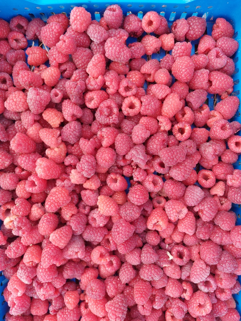 Sorta malinowa: wczesny oryginał