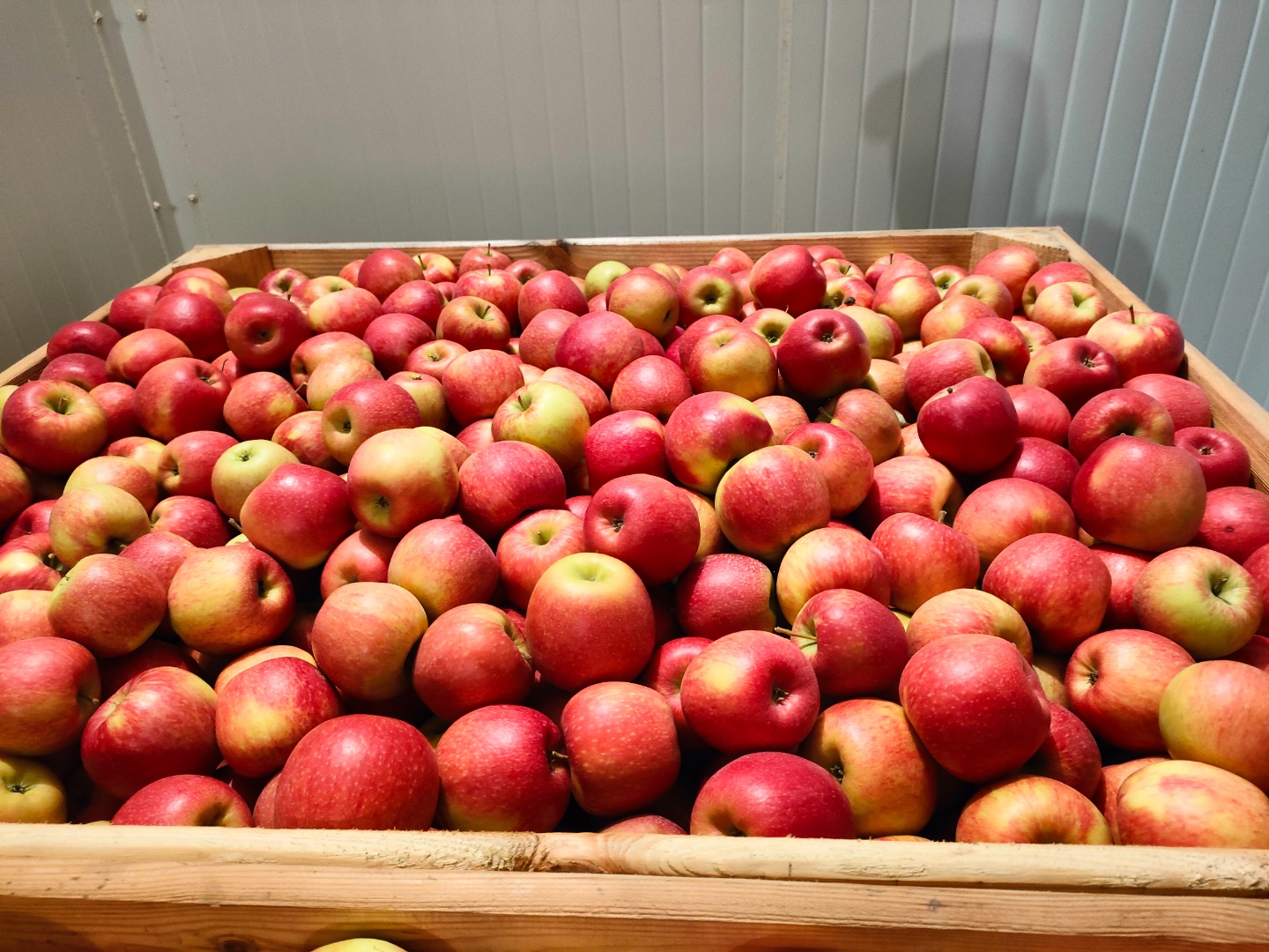 Jabłko z chłodni po smartfreshu odmian: Szampion, Ligol,