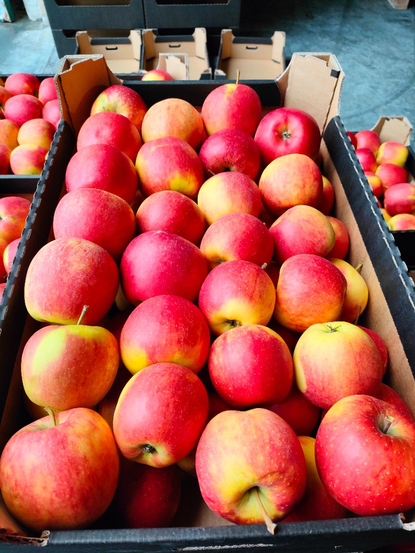 Jabłko z chłodni po smartfreshu odmian: Szampion, Ligol,