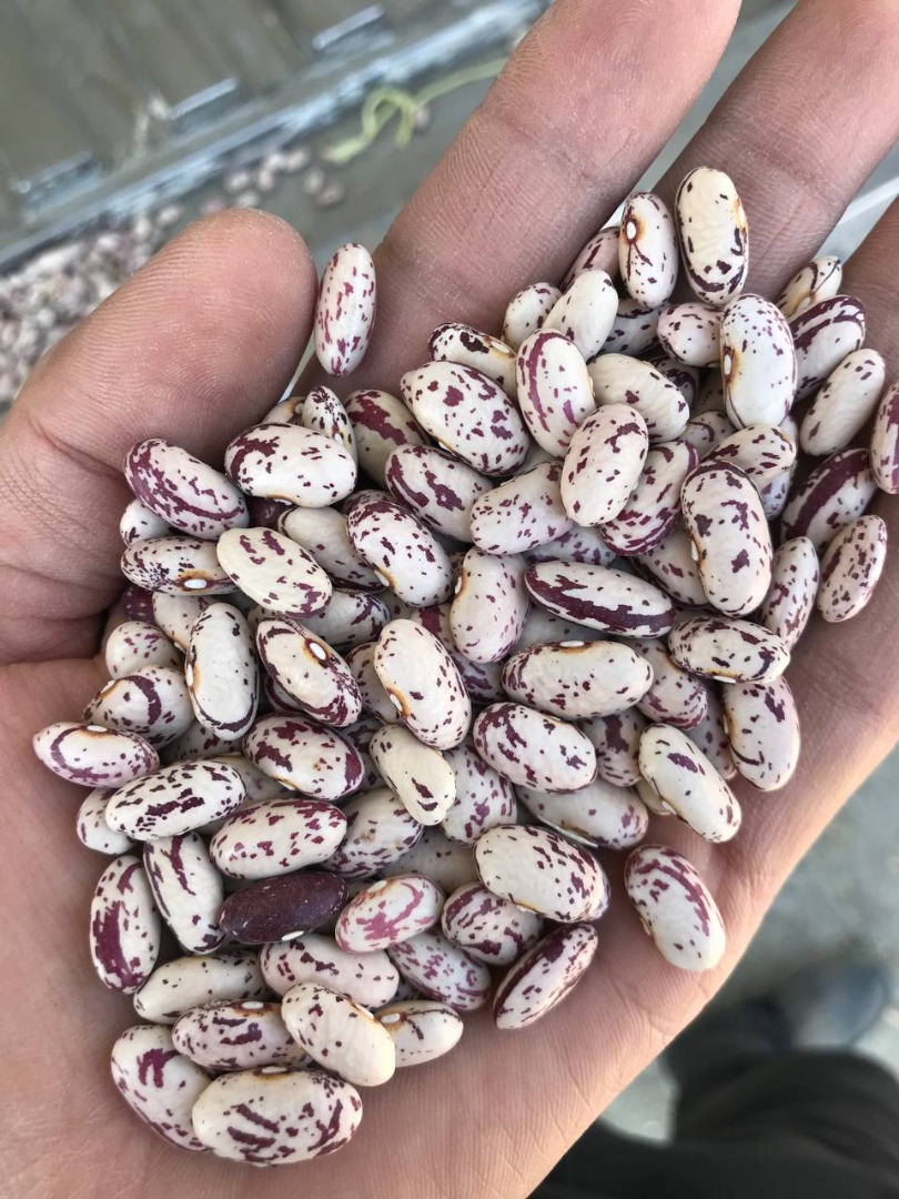 Jesteśmy eksporterami fasoli, mamy 25-letnie doświadczenie w tej