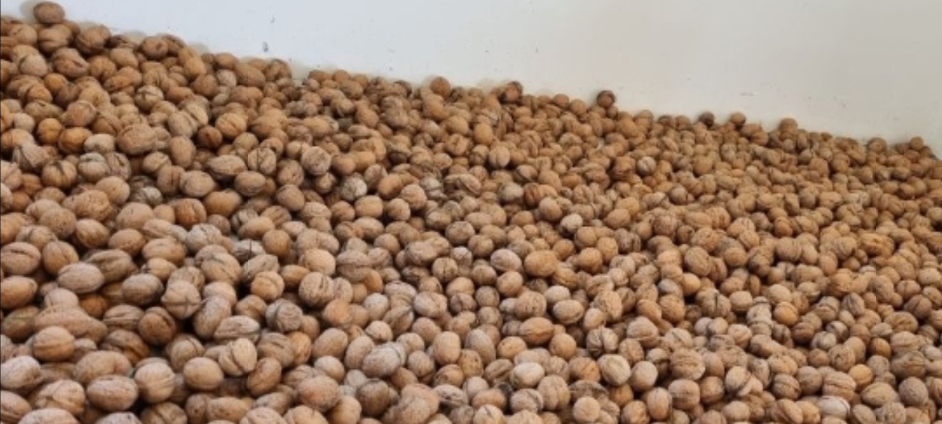 Sprzedam orzechy włoskie BIO w łupinie bardzo ładne