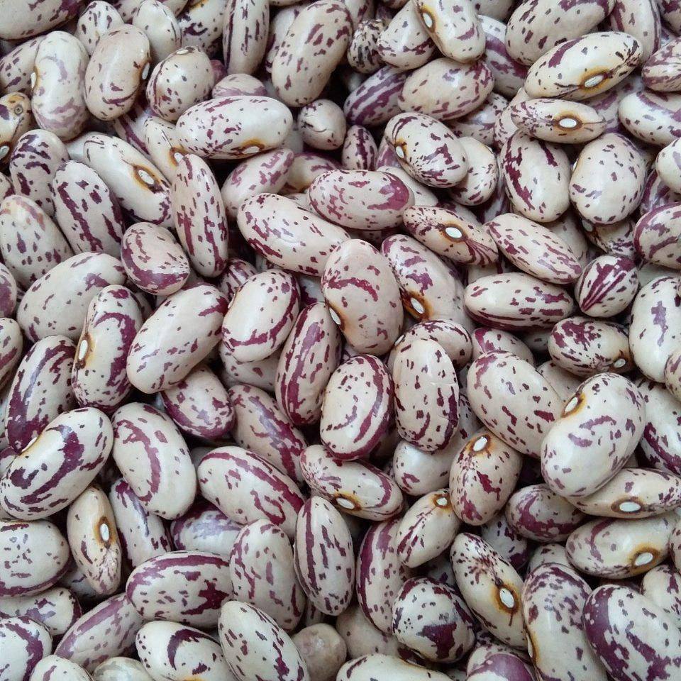 Sprzedajemy zieloną fasolę mung Biała, czerwona fasola Fasola