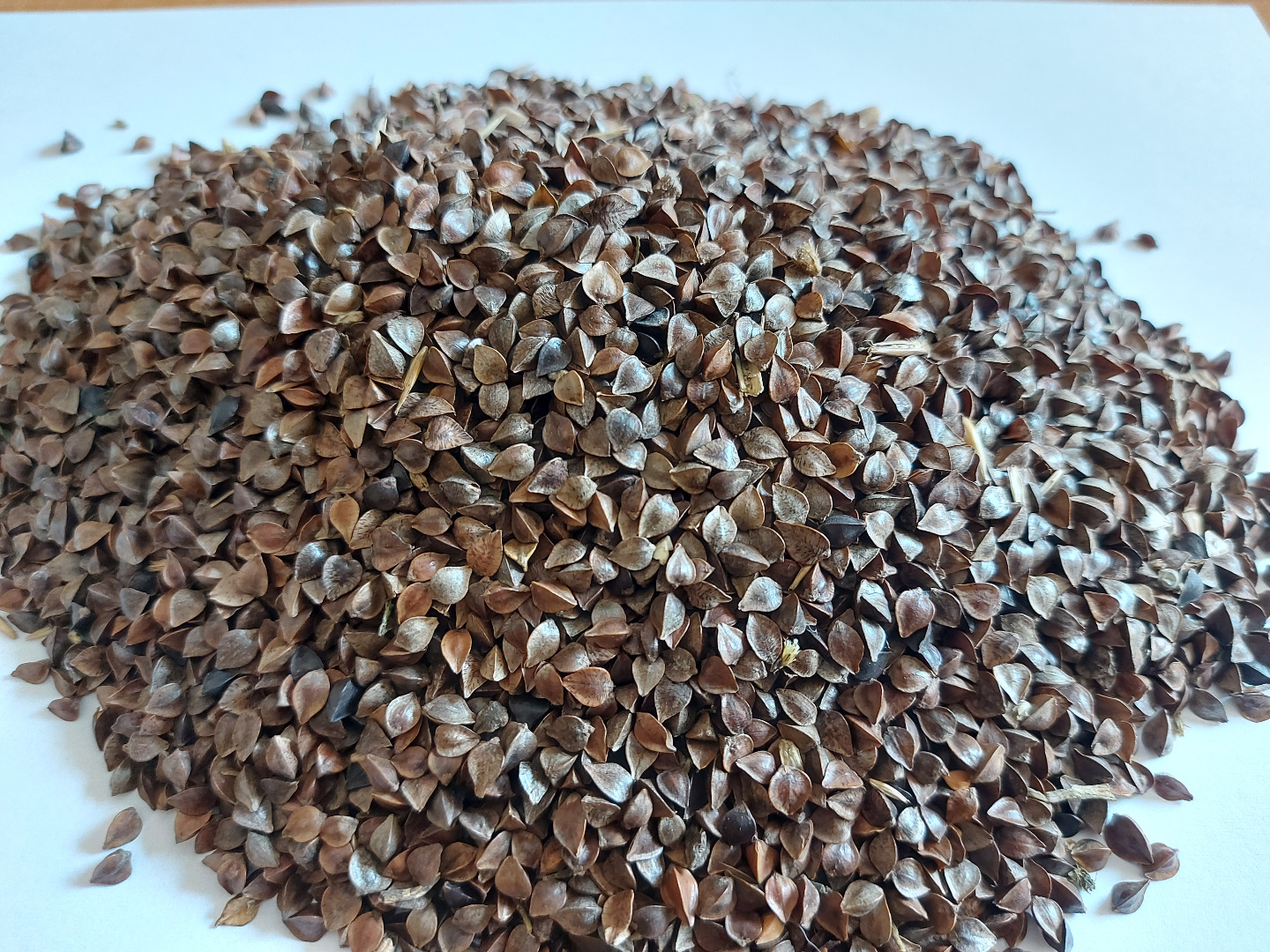 Gryka ekologiczna z pojezierza Wałeckiego z certyfikatem. Zebrana