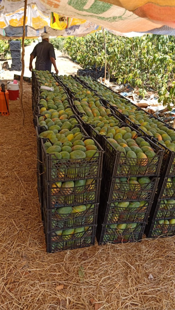 Witam, mam na imię Nabil, oferuję tony mango