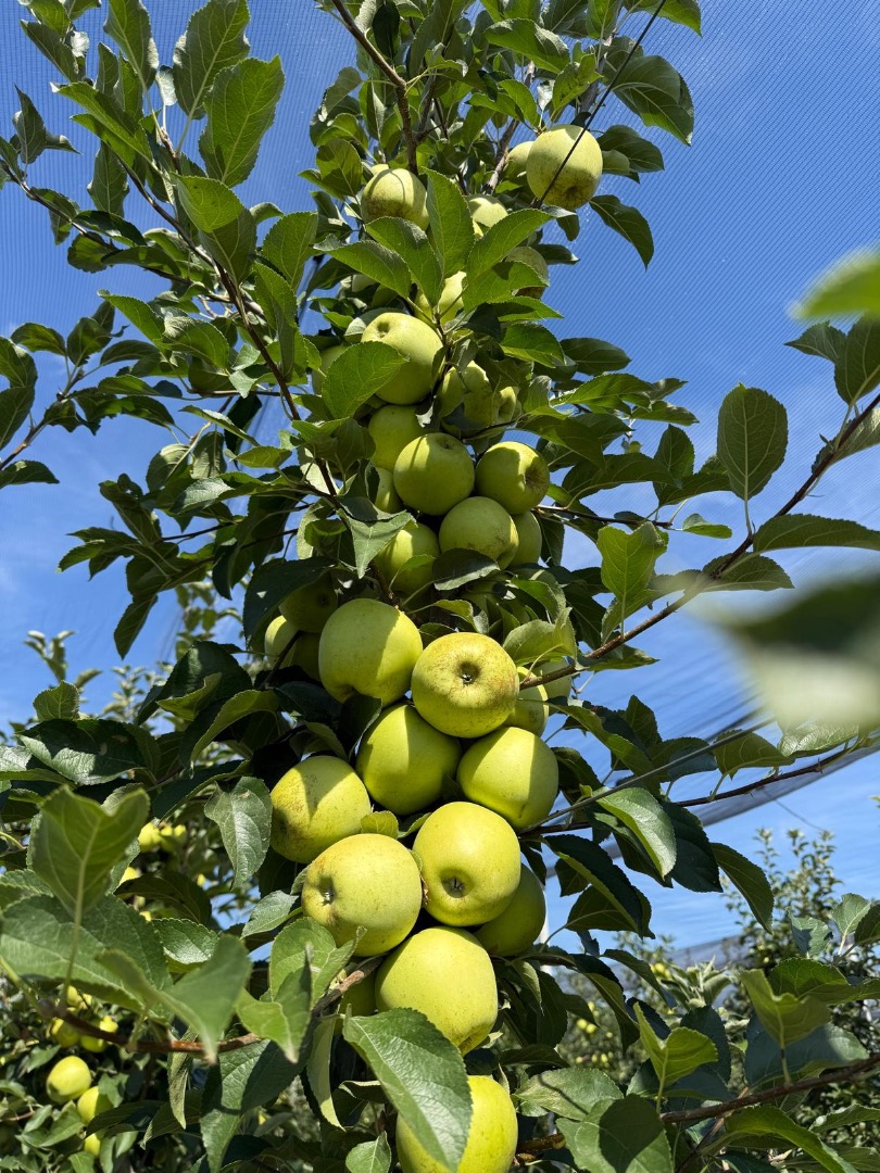 Jabłka klasy 1, odmiany Red Delicious i Golden